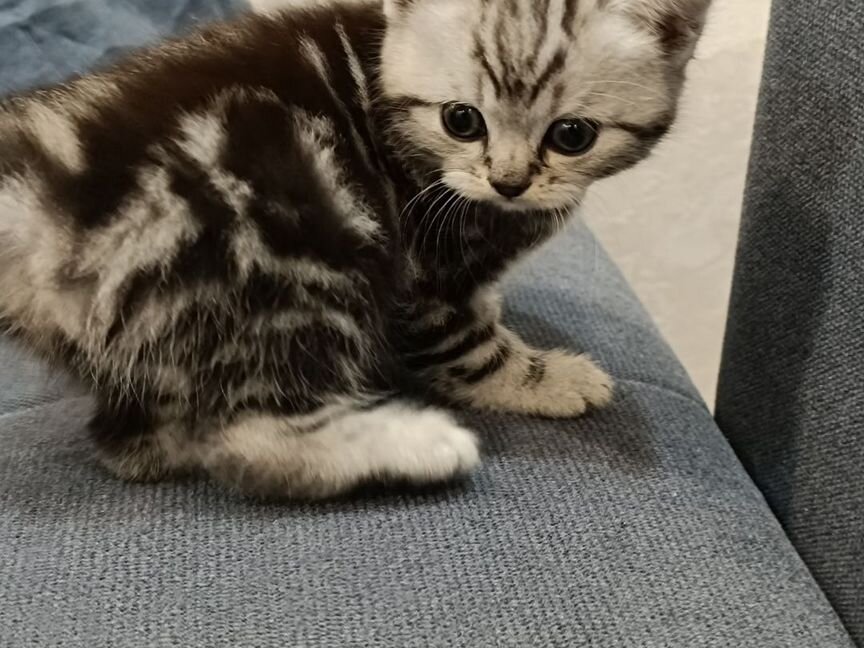 Шотландская кошка