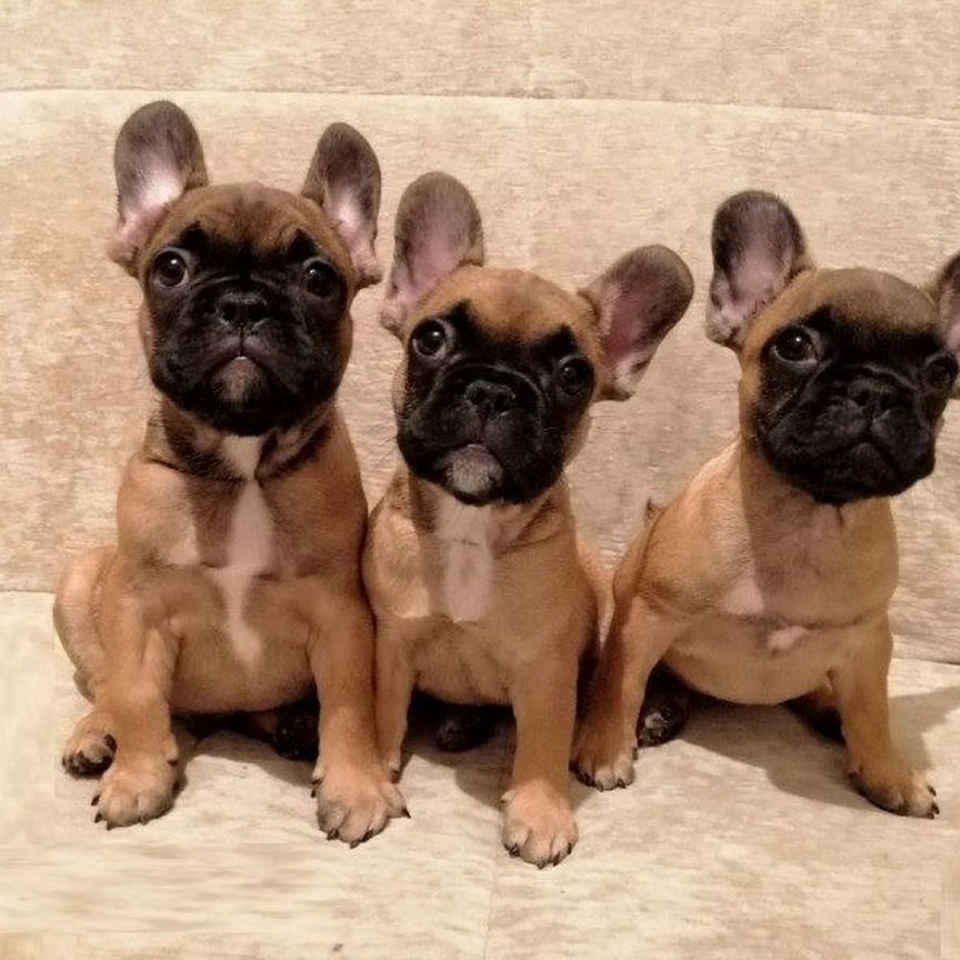 Французский бульдог щенки