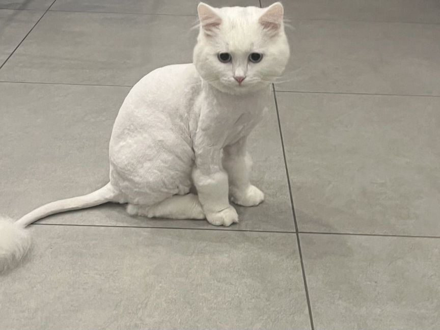 Кот метис сиамский