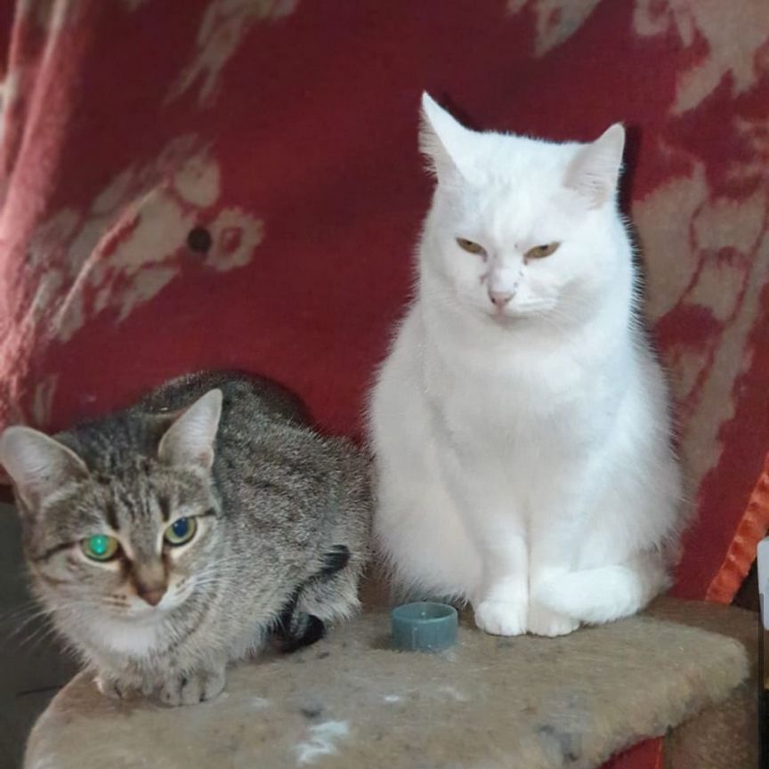Кошечки в дотрые руки