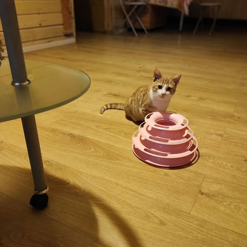 Котенок рыжий разговорчивый малыш