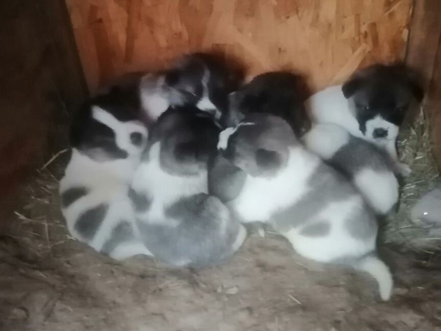 Щенки американской акиты