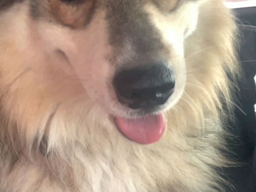 Ищем самых лучших хозяев