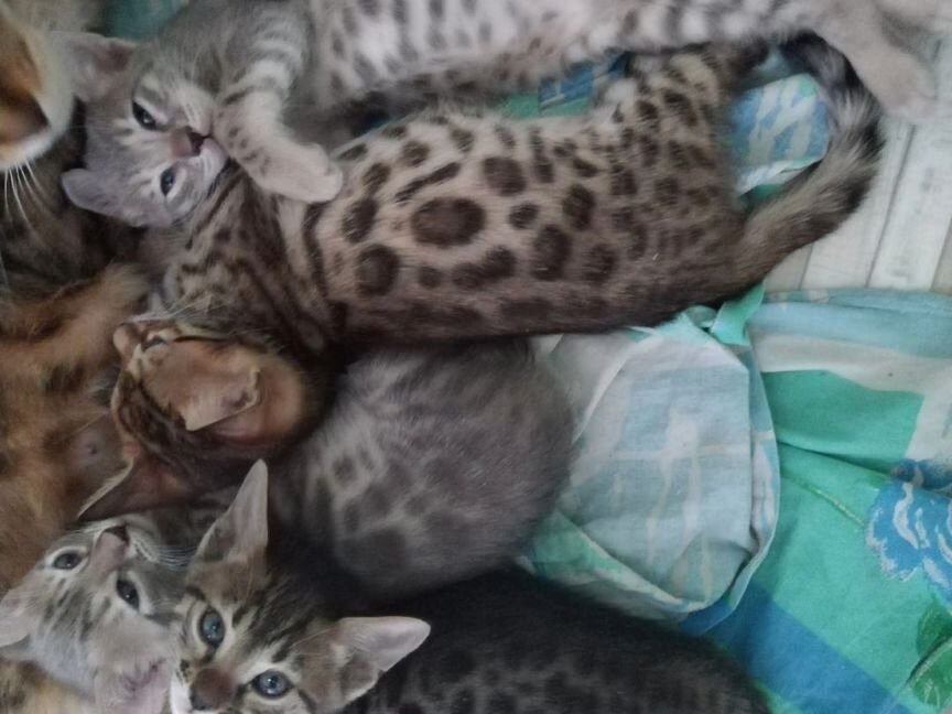 Бенгальские котята