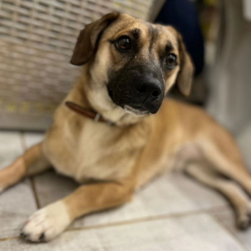 Собаки из барака