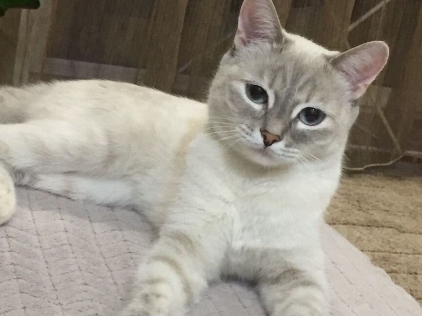 Кошка