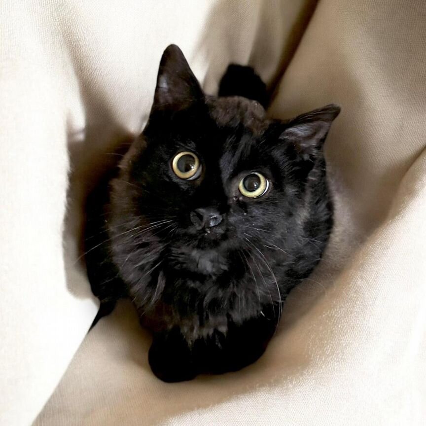 Баги котенок в добрые руки