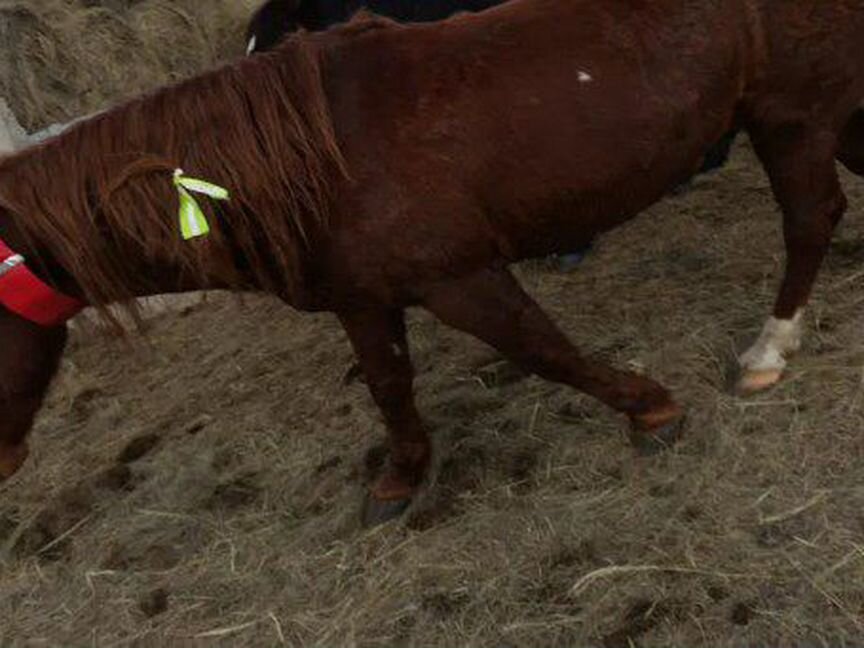 Gps для контроля лошадок AMD-050