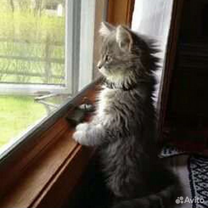 Прелестные котики