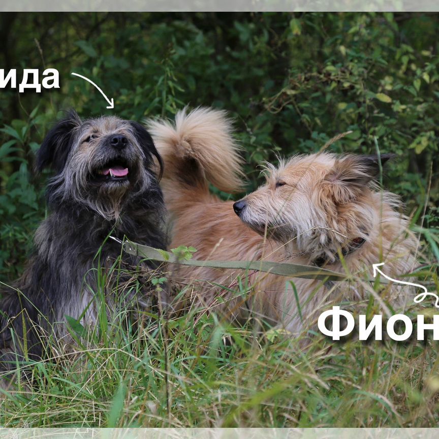 Взрослая собака в добрые руки