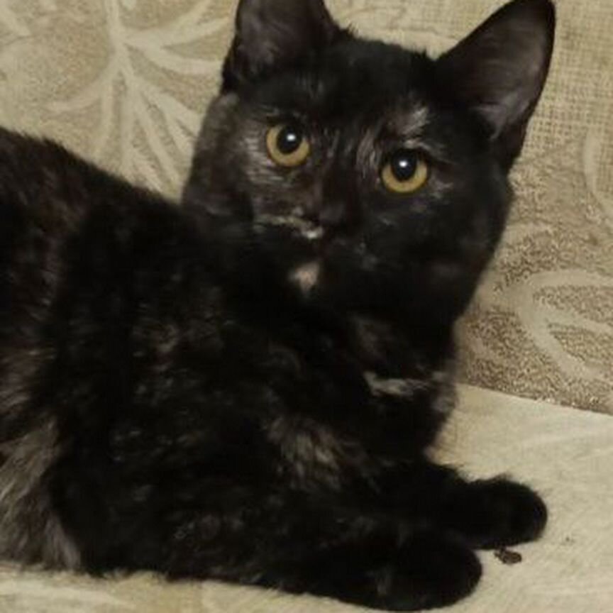 Котенок 3.5 мес