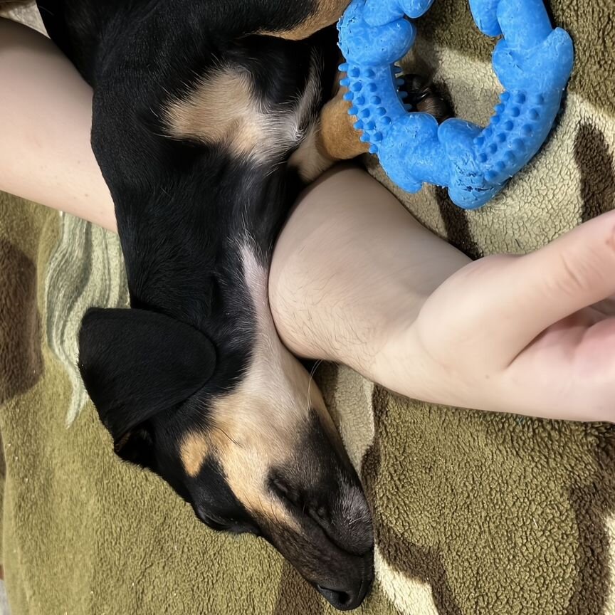 Такса, щенок