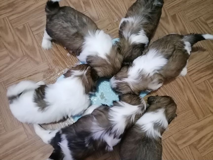 Щенки ши тцу