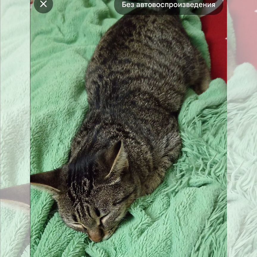 Отдам бесплатно кошку стерилизованную