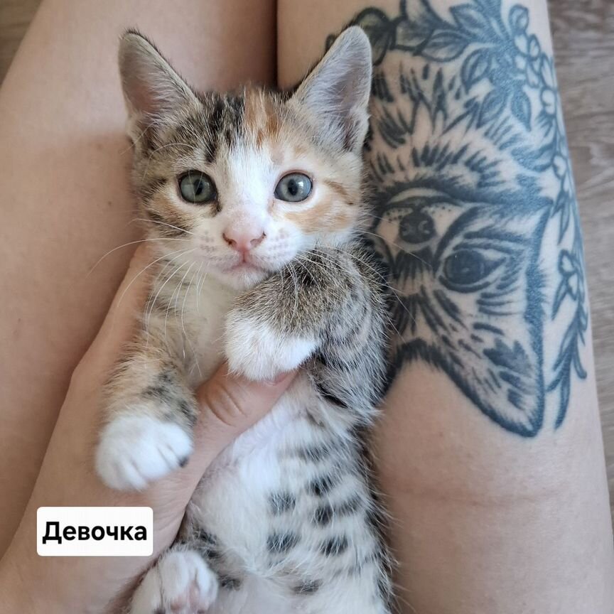 Котёнок в добрые руки