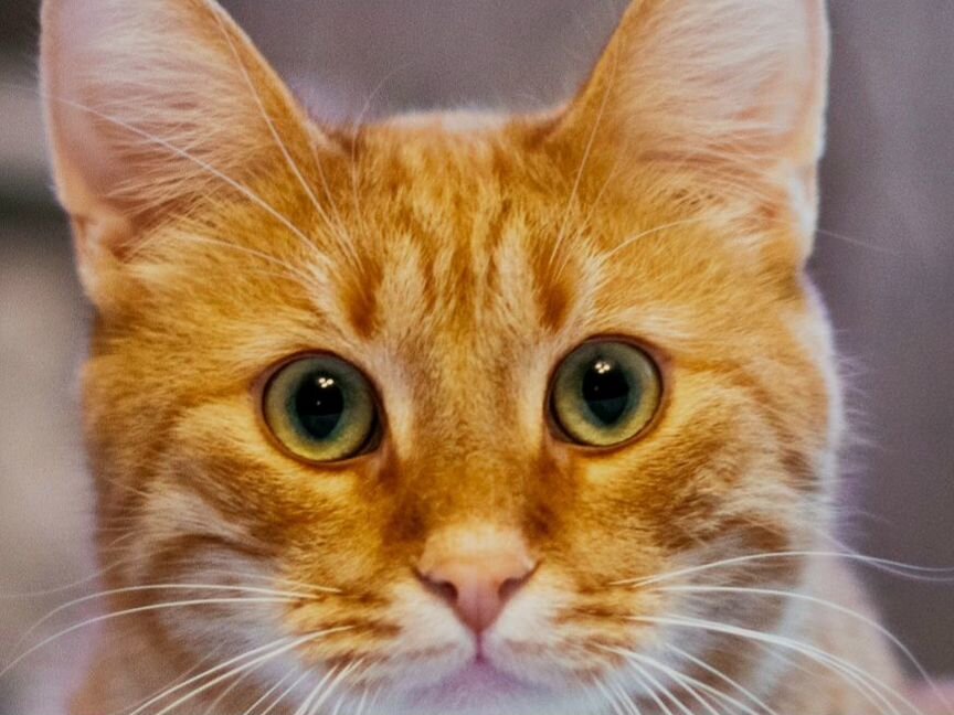 Солнечный котик Круз, подросток