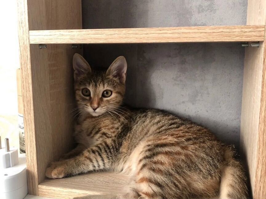 Кошечка стерилизованная