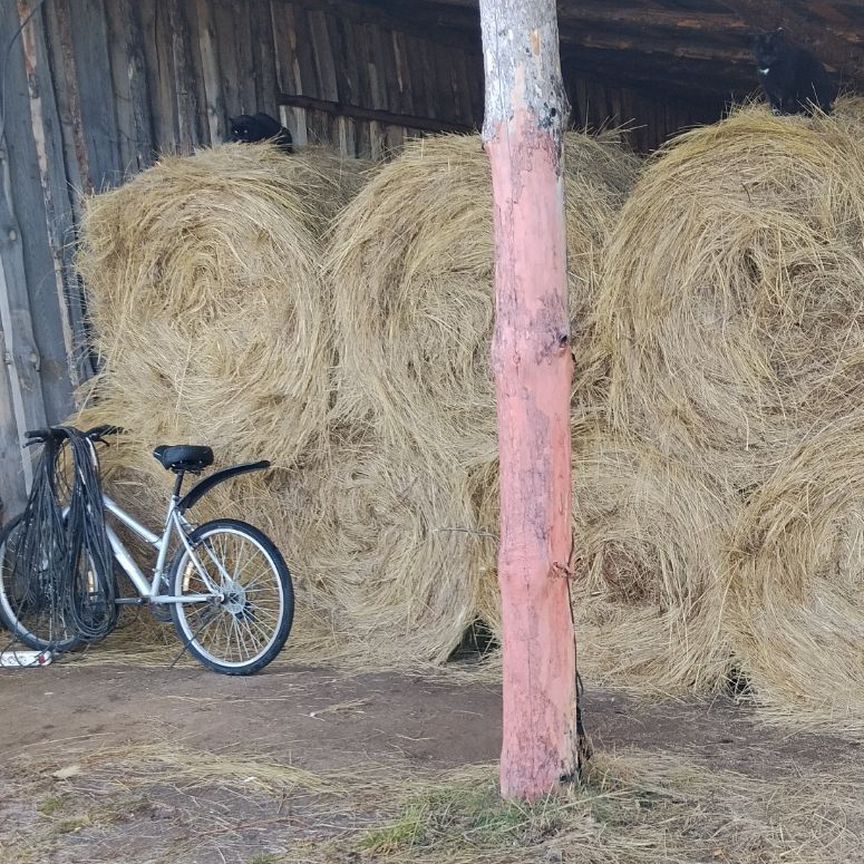 Продам сено в рулонах
