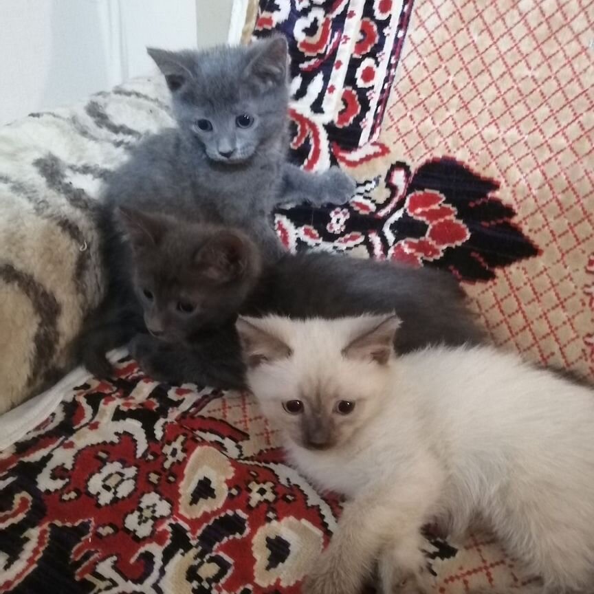 Сиамские котята