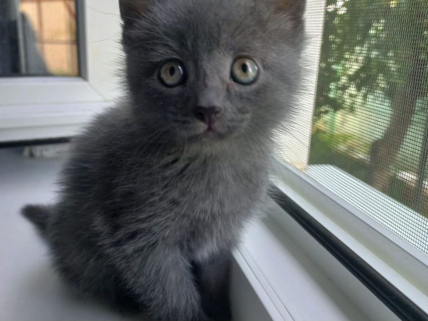 Котенок девочка