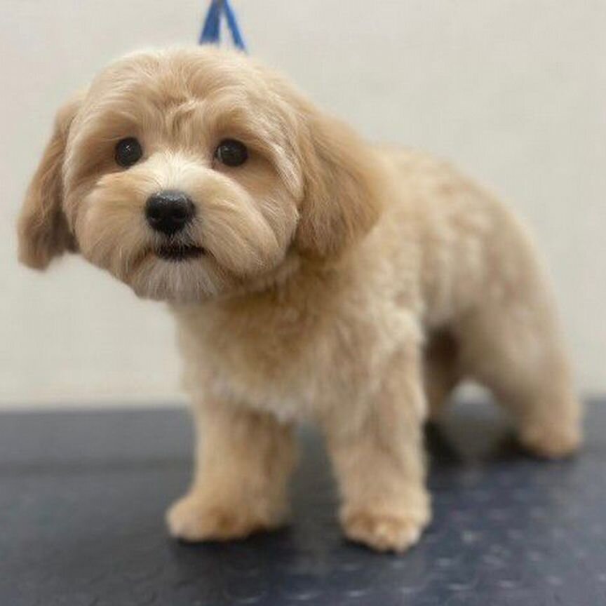 Мальтипу, щенок