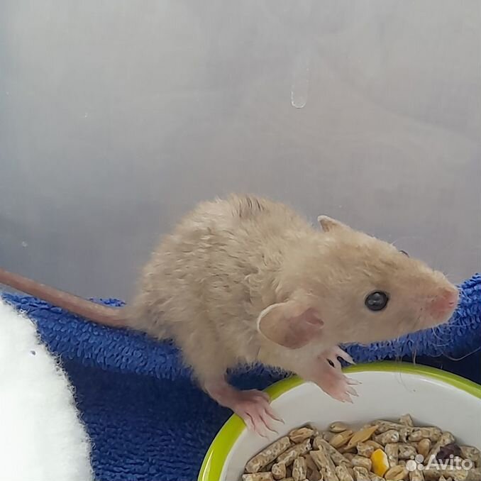 Крысенок Дамбо, кудрявый (мальчик)