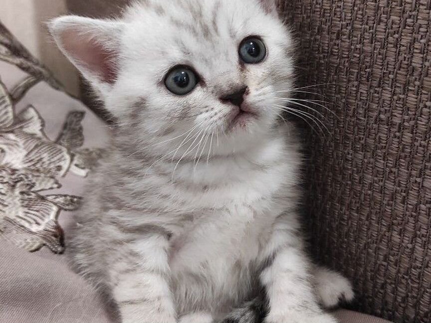 Котята шотландские