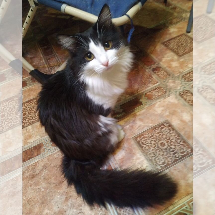 Кошечка Мила в поиске дома
