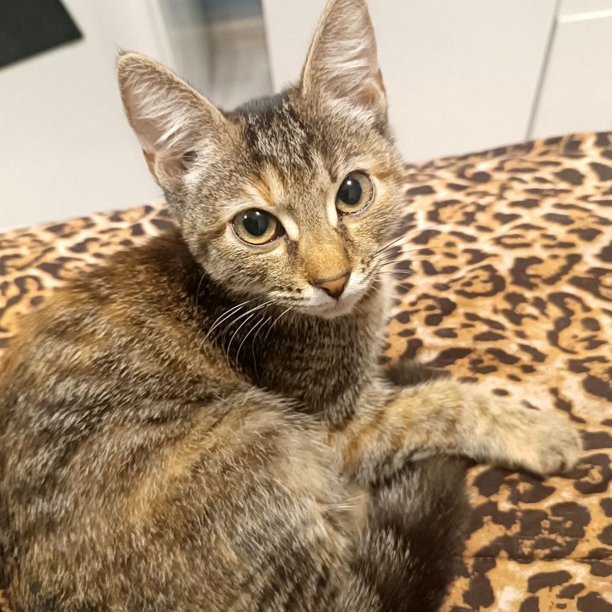 Отдам в добрые руки котëнка