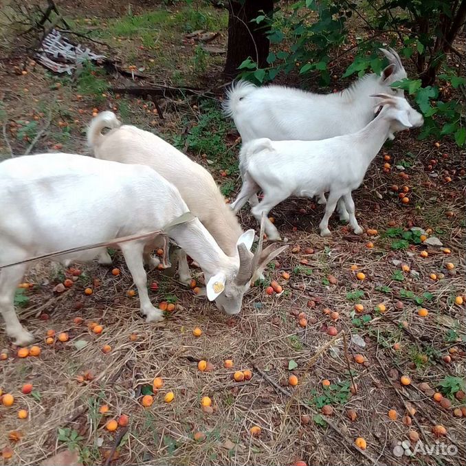 Коза с козлятами