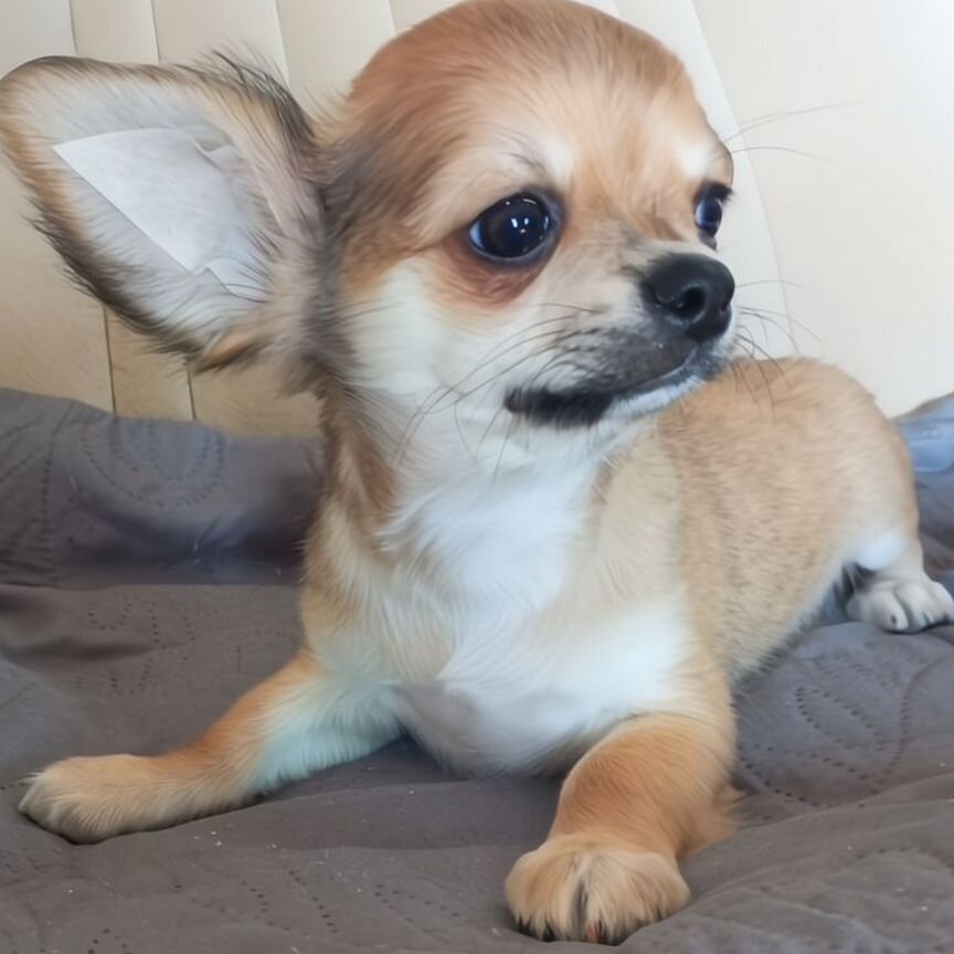 Чихуахуа, щенок