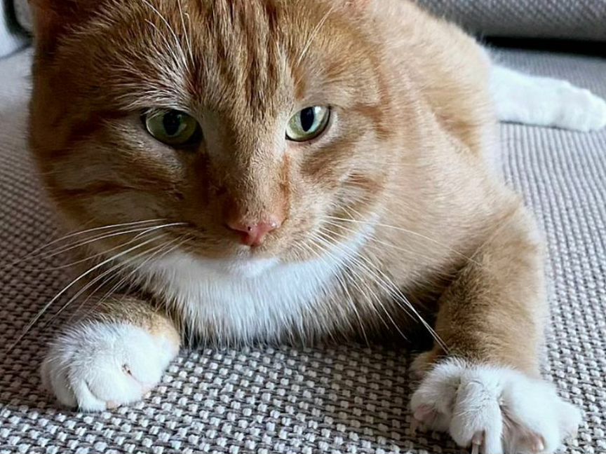 Кошка