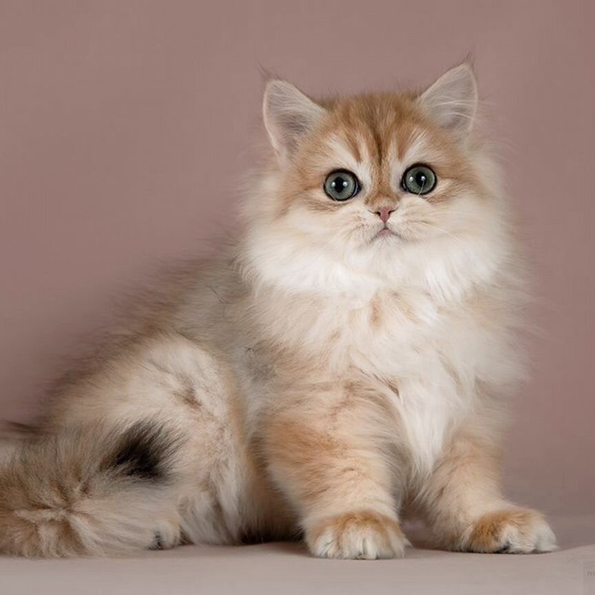 Девочка золотая британская длинношёрстная шиншила