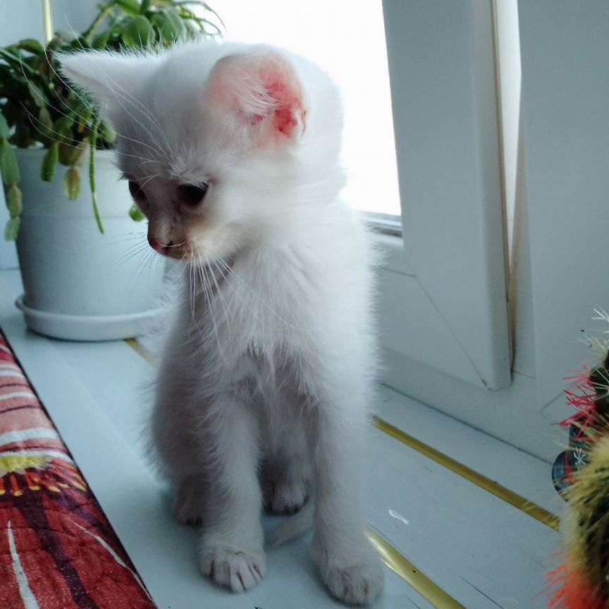 Котёнок в добрые руки