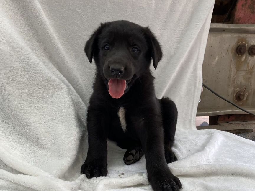 Собака в добрые руки щенок