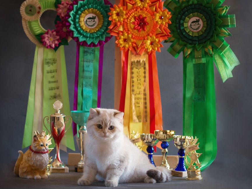 Британский котик