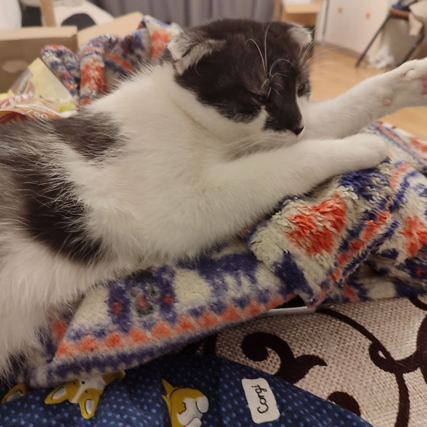 Кошки вислоухие бесплатно