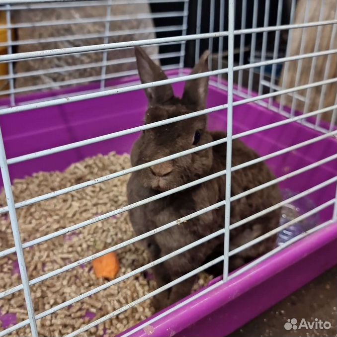 Карликовый кролик