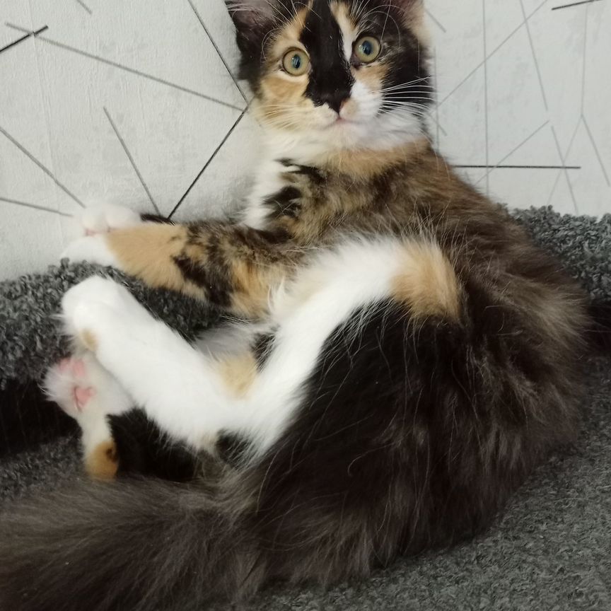 Мейн-кун котёнок