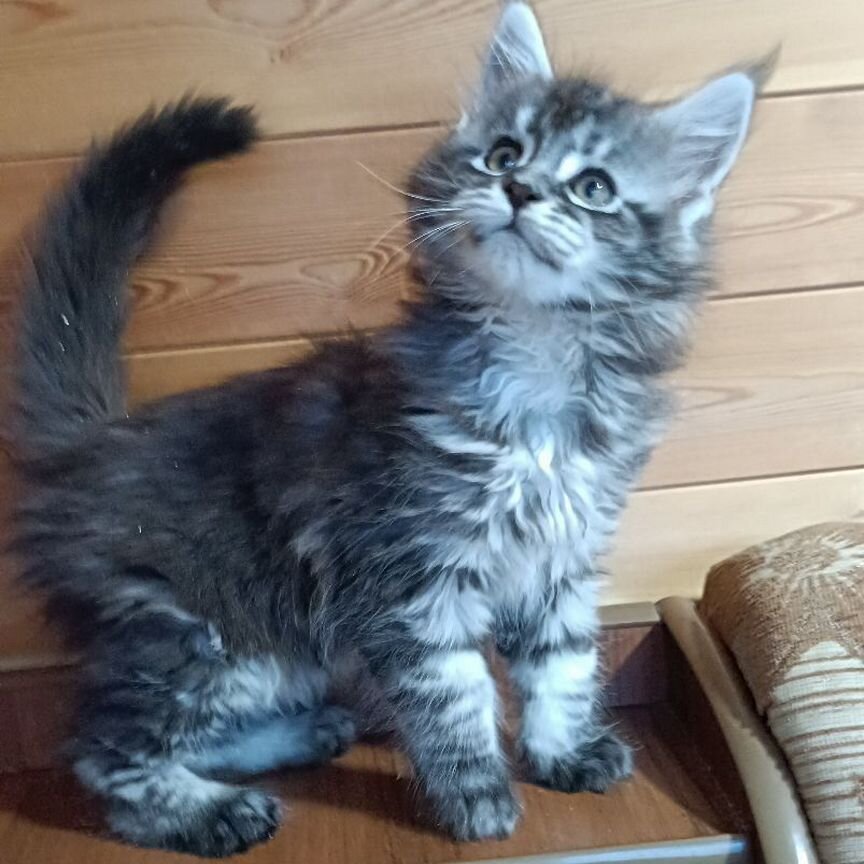 Мейн-кун котёнок