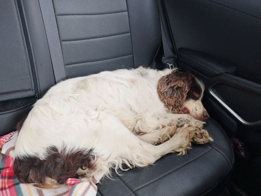 Спаниель в добрые руки