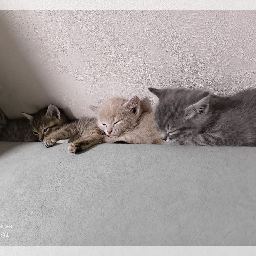 Шотландский прямоухий короткошёрстный котёнок