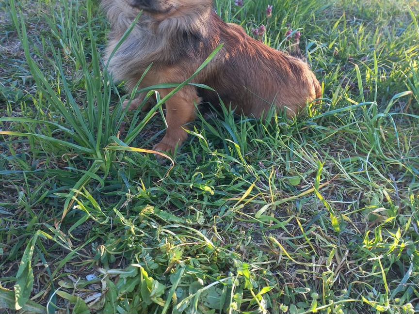 Вязка кобель чихуахуа