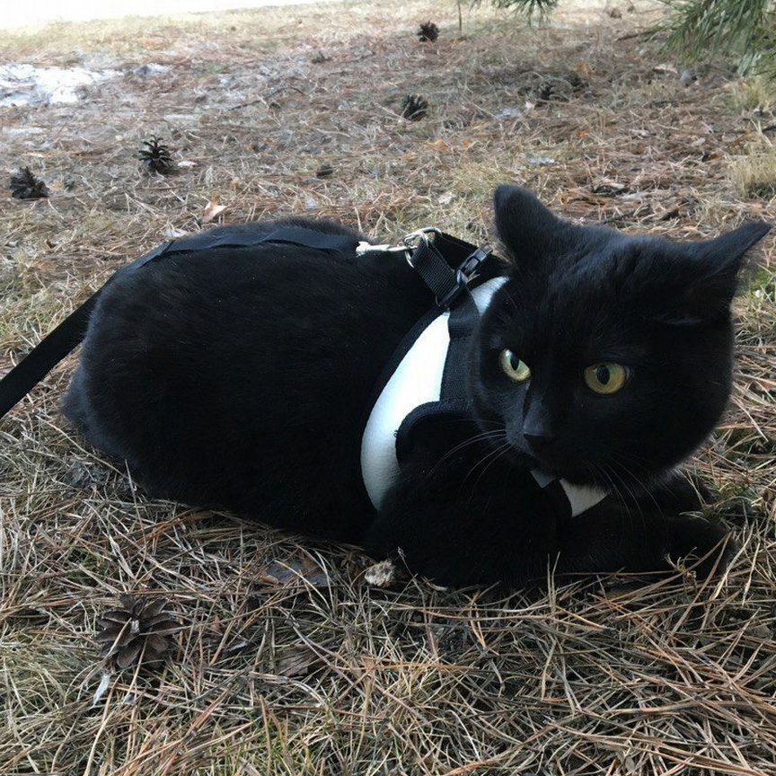 Взрослая, кошка в добрые руки