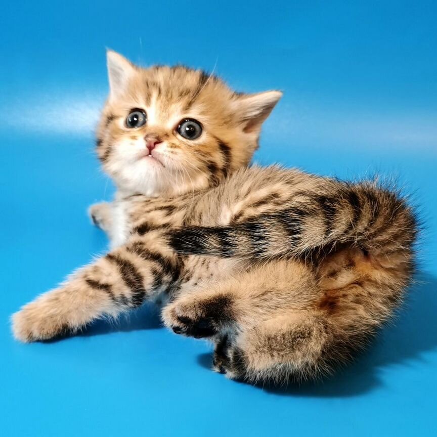 Шотландские котята