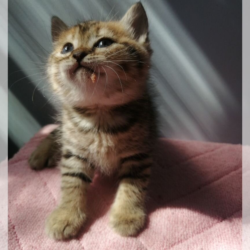 Продам котят