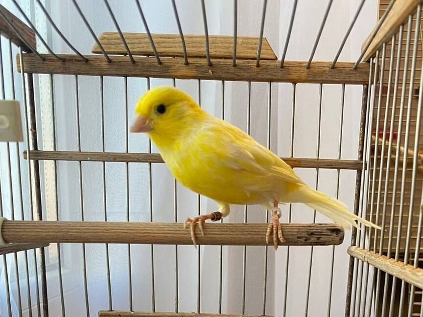 Кенар