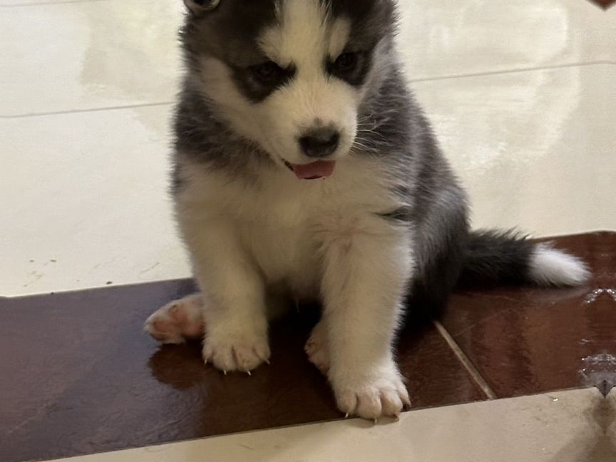 Щенки сибирской хаски