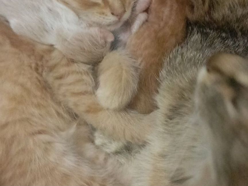 Котята в добрые руки