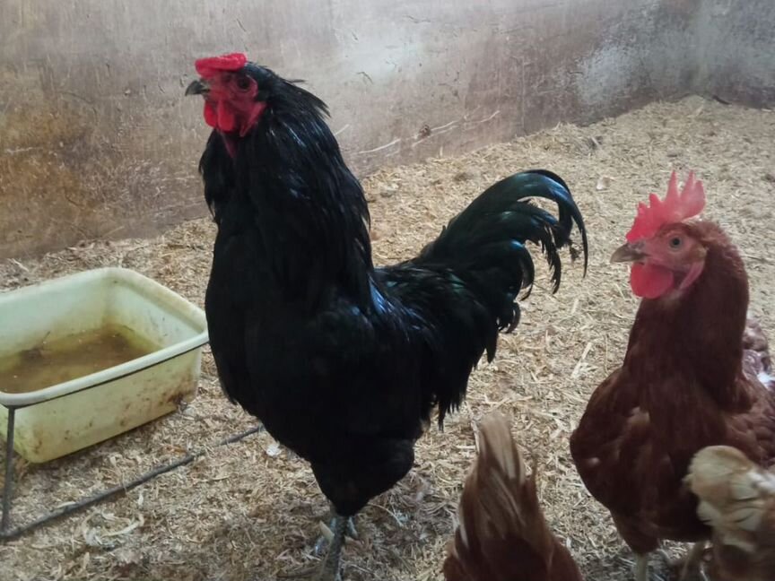 Куры несушки